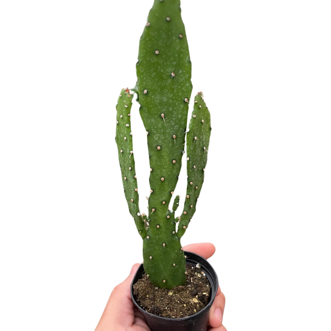 Drooping Prickly Pear Cactus – Tuesday Morning