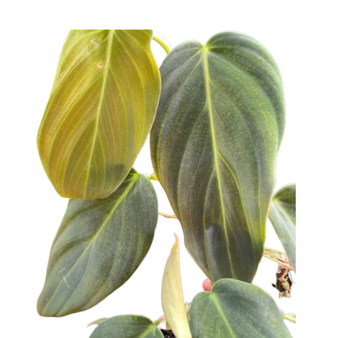 Philodendron Gigas | Giant Velvety Copper-Green Philodendron | House P ...