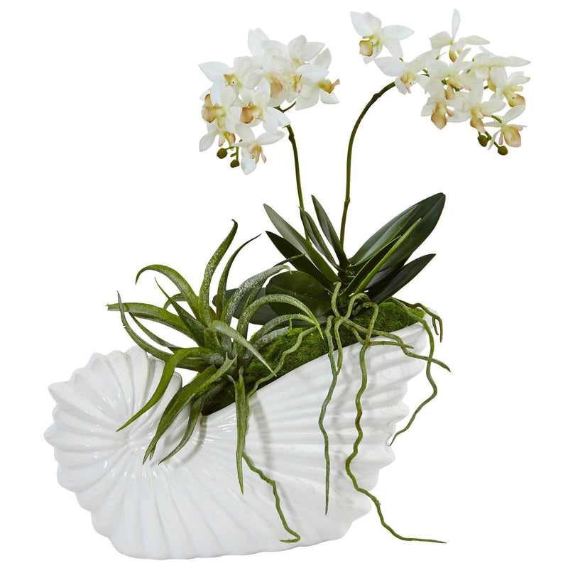 Succulent and Mini Phalaenopsis in Shell Ceramic – Tuesday Morning